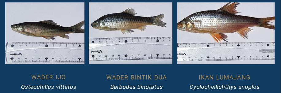 Penelitian Mahasiswi FPIK UNDIP: Ikan Endemik Rawa Pening Tinggal Tiga ...