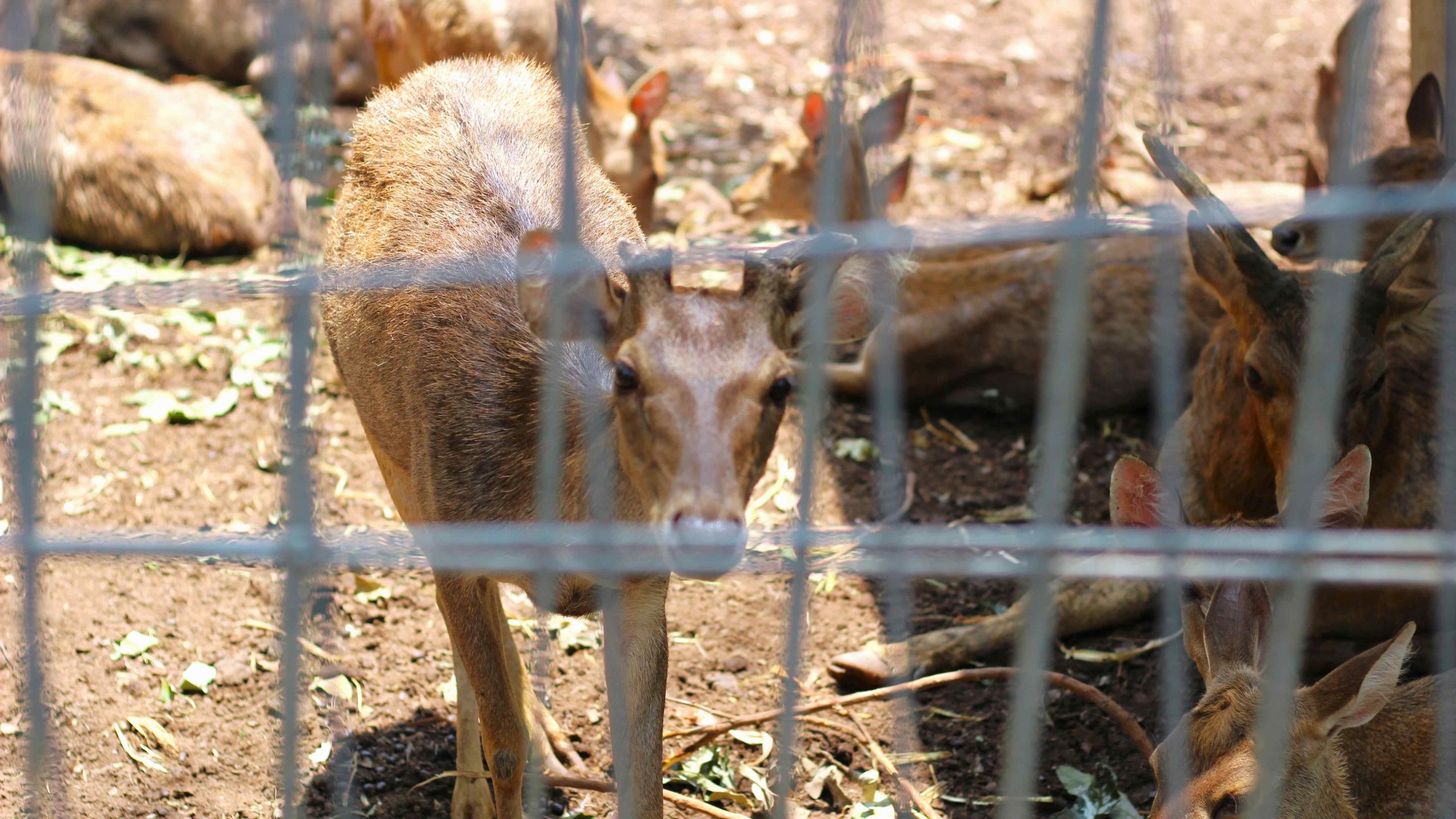 Foto Taman di Undip - Universitas Diponegoro